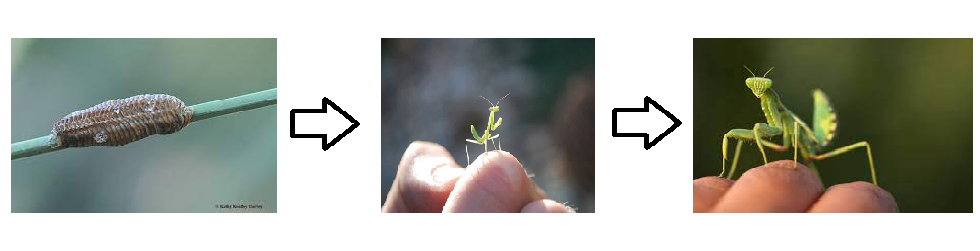 Какво трябва да знаем за богомолките?