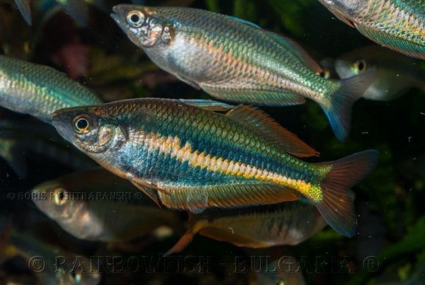 Chilatherina alleni "Wapoga River"