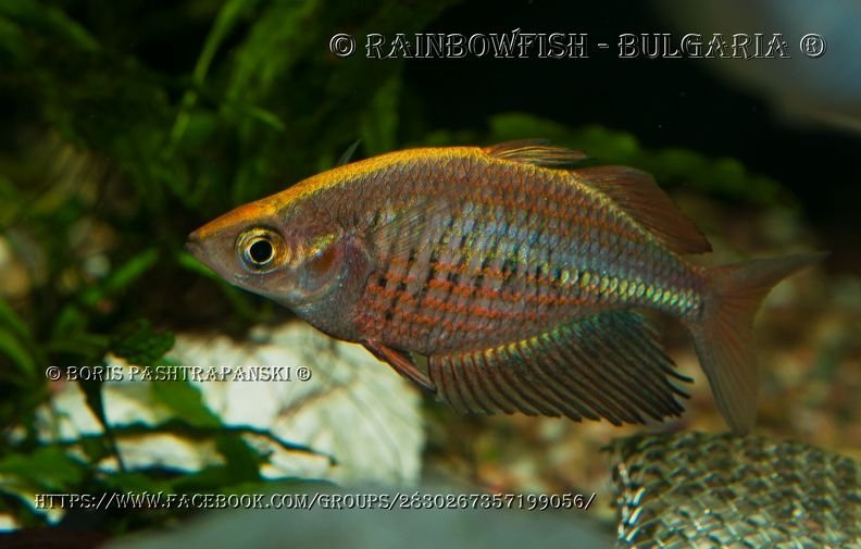 Glossolepis multisquamata "Pagai Village"